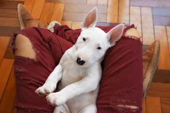 15 Short-Haired Dog Breeds with Easy Grooming - iHeartDogs.com