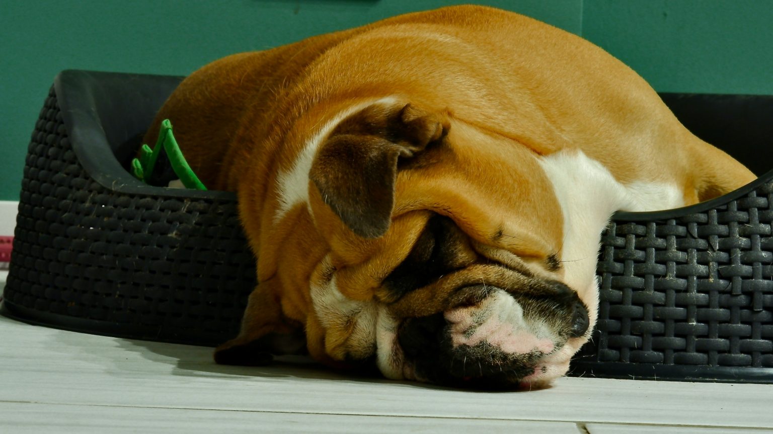 The 15 Most Sleepy Dog Breeds On The Planet - iHeartDogs.com