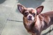 The 12 Healthiest & Least Disease Prone Dog Breeds - iHeartDogs.com