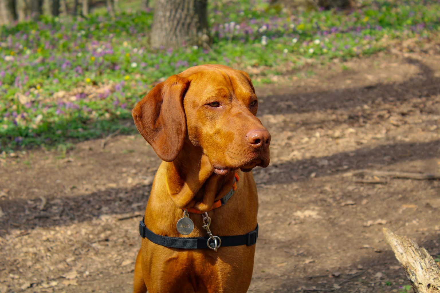 The 15 Most Family-Friendly Dog Breeds On The Planet - iHeartDogs.com
