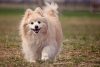 The 15 Most Clingy Dog Breeds On The Planet - iHeartDogs.com
