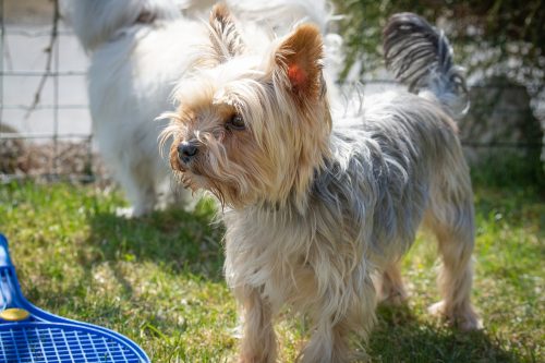 The 10 Cutest Toy Dog Breeds - iHeartDogs.com