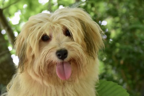 The 12 Healthiest & Least Disease Prone Dog Breeds - iHeartDogs.com