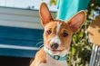 The 12 Healthiest & Least Disease Prone Dog Breeds - iHeartDogs.com