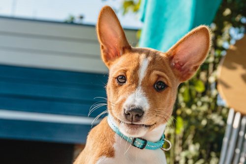 The 12 Healthiest & Least Disease Prone Dog Breeds - iHeartDogs.com