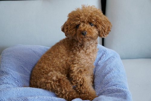 The 10 Cutest Toy Dog Breeds - iHeartDogs.com
