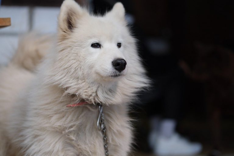The 15 Most Majestic Dog Breeds On The Planet - iHeartDogs.com