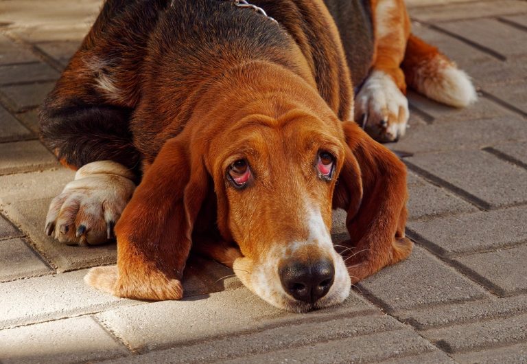 The 15 Most Sleepy Dog Breeds On The Planet - iHeartDogs.com
