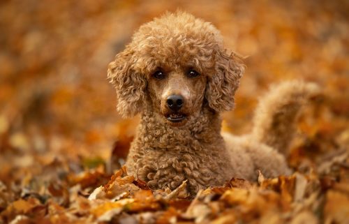 The 12 Healthiest & Least Disease Prone Dog Breeds - iHeartDogs.com