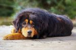 The 15 Most Majestic Dog Breeds On The Planet - iHeartDogs.com