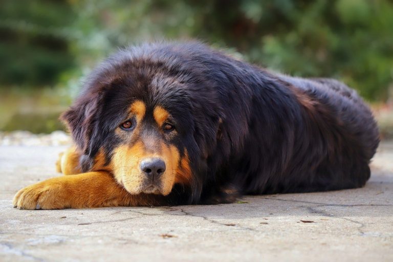 The 15 Most Majestic Dog Breeds On The Planet - iHeartDogs.com