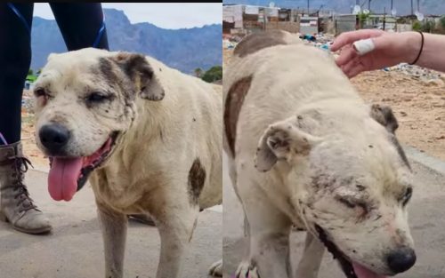 ‘They beat him with a shovel’ Senior Dog Left Injured and Traumatized ...