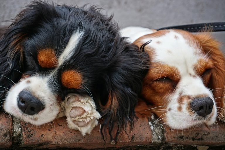 The 15 Most Gentle Dog Breeds On The Planet - iHeartDogs.com