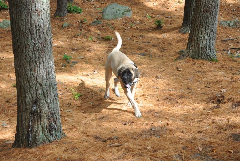 12 Most Regal Dog Breeds: We Countdown The Dogs That Exude Majesty ...
