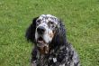 Male & Female English Setter Weights & Heights by Age - iHeartDogs.com