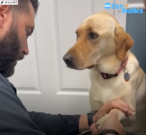 Heartwarming Tale of Trust: Dr. Thomas Hamilton and His Adorable ...