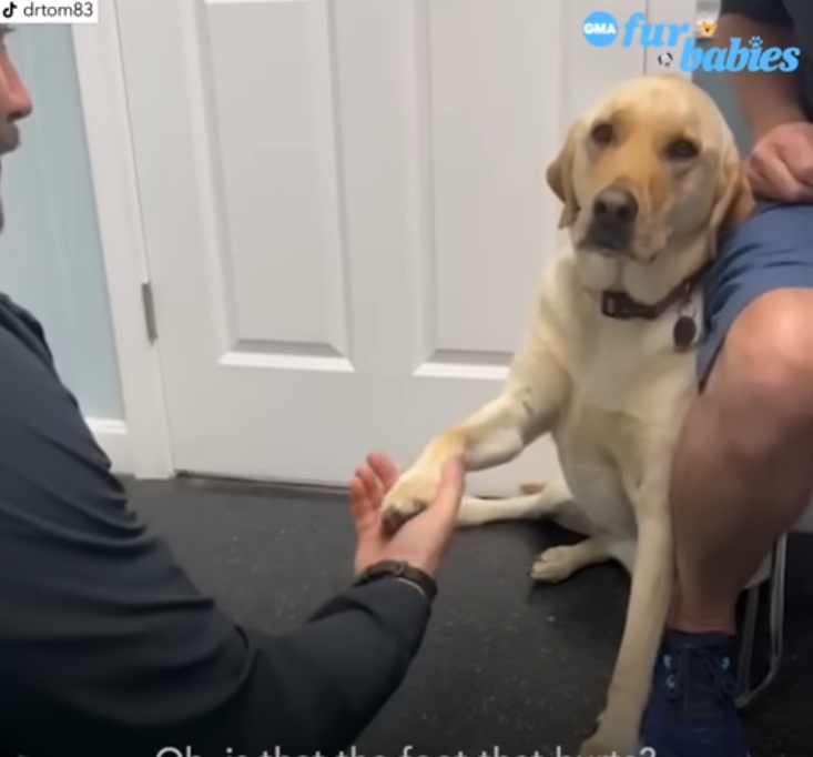 Heartwarming Tale of Trust: Dr. Thomas Hamilton and His Adorable ...