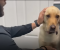 Heartwarming Tale of Trust: Dr. Thomas Hamilton and His Adorable ...