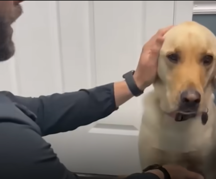 Heartwarming Tale of Trust: Dr. Thomas Hamilton and His Adorable ...