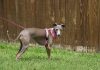 Male & Female Italian Greyhound Weights & Heights by Age - iHeartDogs.com