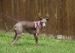 Male & Female Italian Greyhound Weights & Heights by Age - iHeartDogs.com