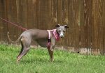 Male & Female Italian Greyhound Weights & Heights by Age - iHeartDogs.com