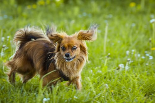 12 Most Colorful Dog Breeds: We Countdown The Dogs With Vibrant Coats ...