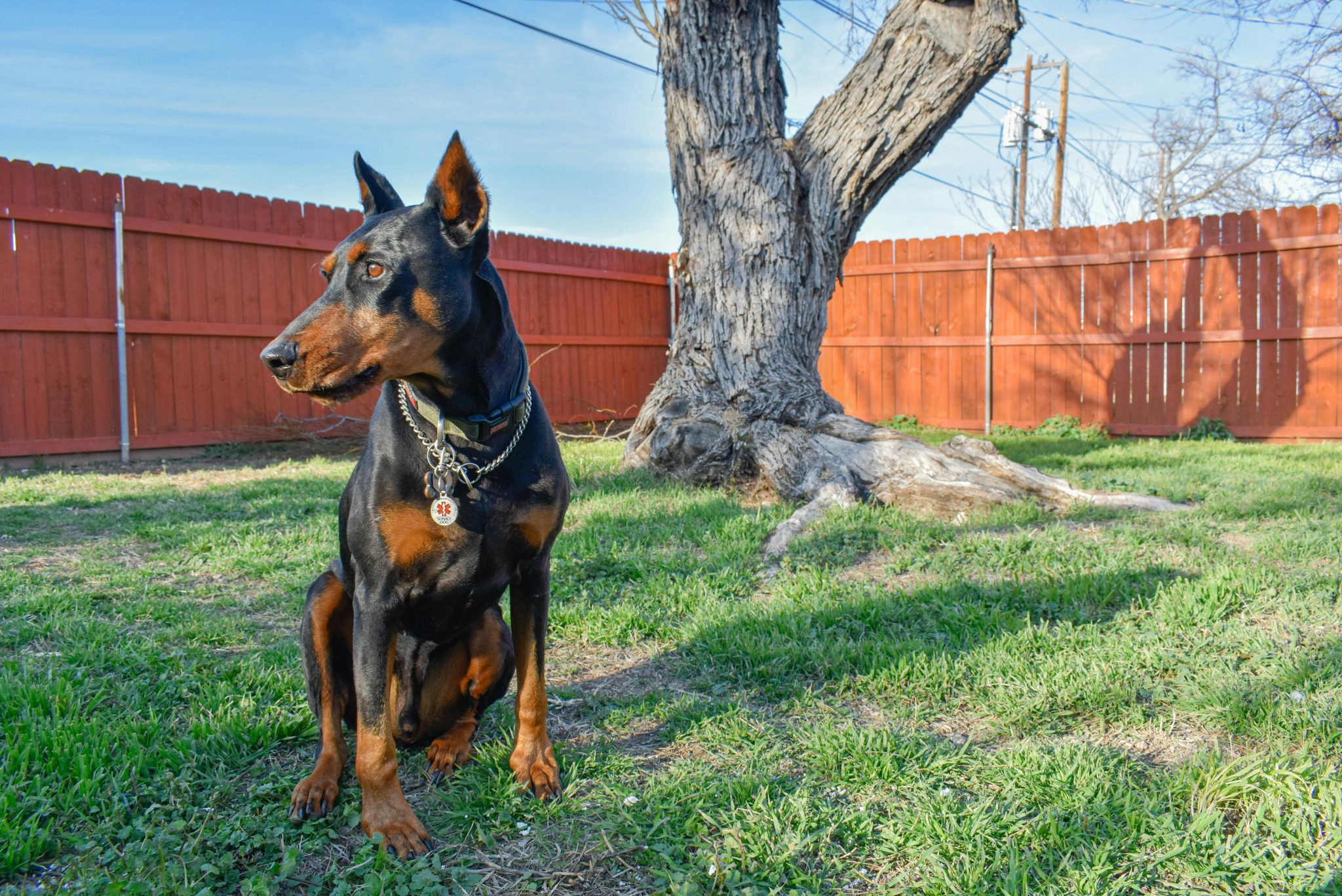 The 15 Most Majestic Dog Breeds On The Planet - iHeartDogs.com