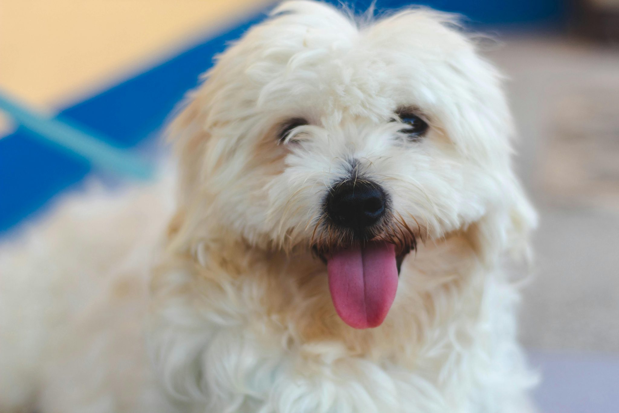 The 10 Cutest Toy Dog Breeds - iHeartDogs.com