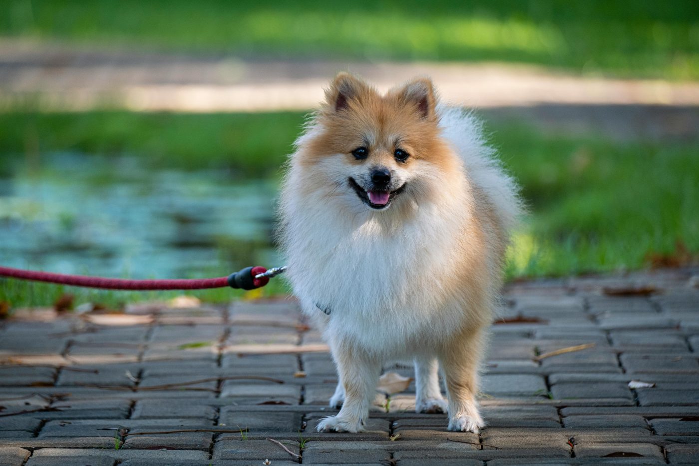 The 10 Cutest Toy Dog Breeds - iHeartDogs.com