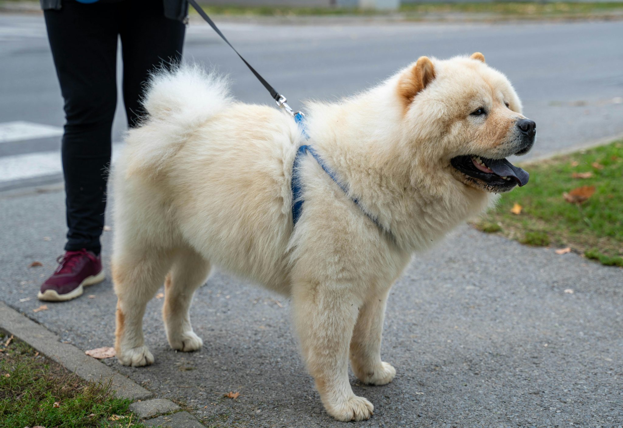 The 15 Most Fearless Dog Breeds On The Planet - iHeartDogs.com