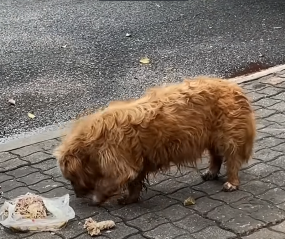 Starving 'Stray' Pup Sits Patiently At Restaurant Door, Waits For Food ...