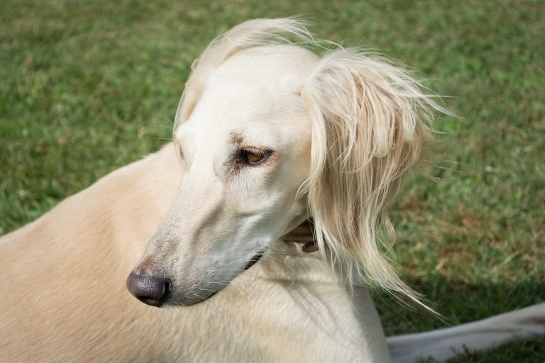 11 Dog Breeds That Were Famous In The ’80s But Are Rare Today ...