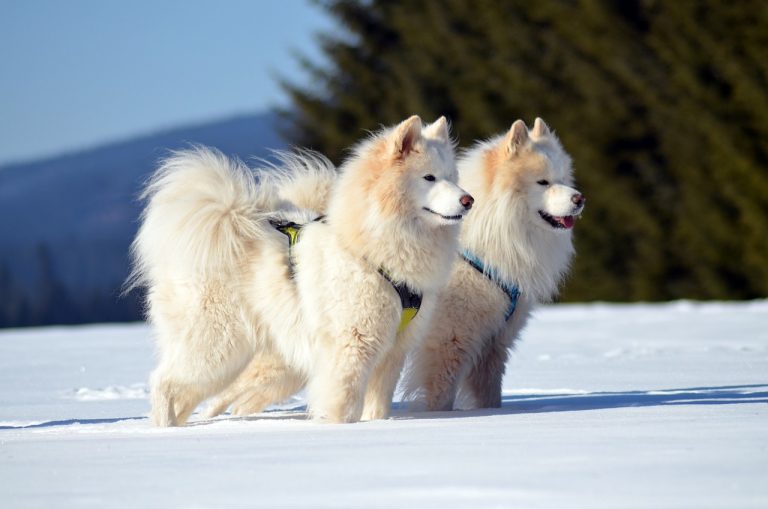 6 Snow Dog Breeds Perfect for Cold Weather - iHeartDogs.com