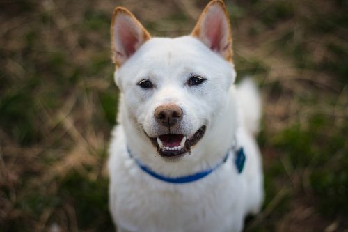 The 12 Healthiest & Least Disease Prone Dog Breeds - iHeartDogs.com