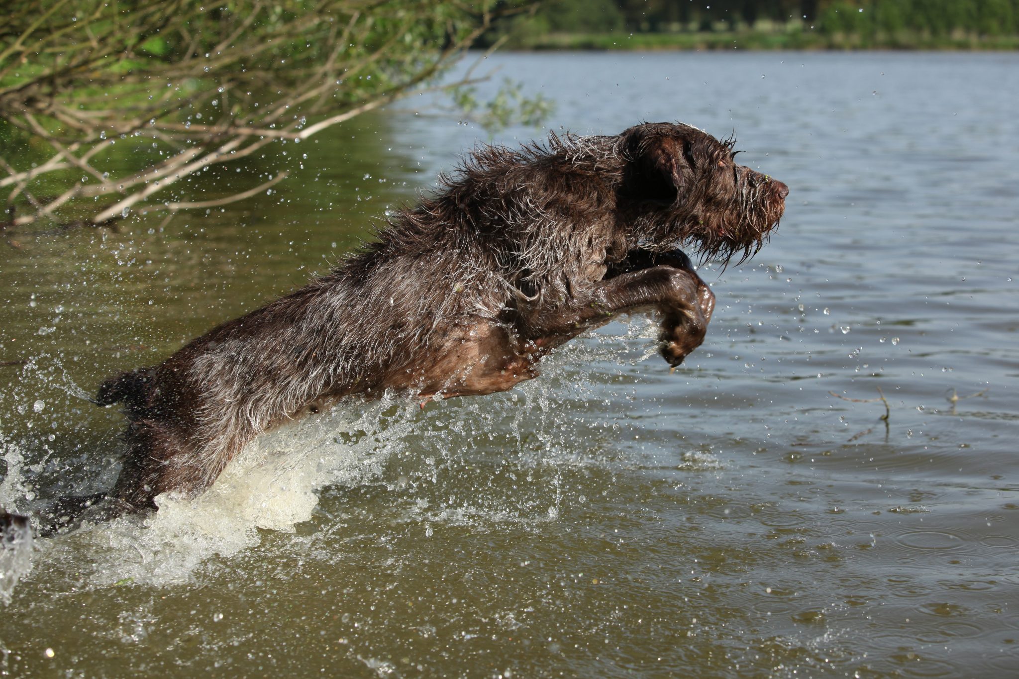22 Of The Best Hunting Dog Breeds On Earth - iHeartDogs.com