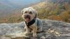 The 11 Most Popular Hybrid Dog Breeds - iHeartDogs.com