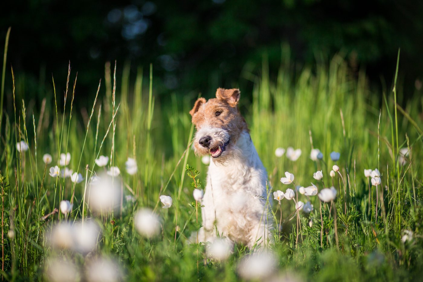 15 Dog Breeds That Have Been The Face Of Famous Brands & Mascots ...