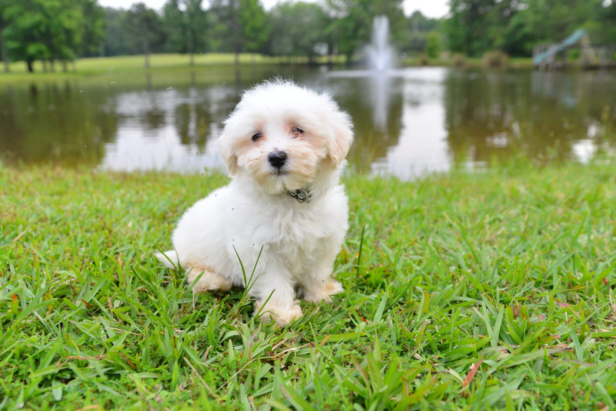 10 Most Unbelievable Dog Breed Mixes - iHeartDogs.com