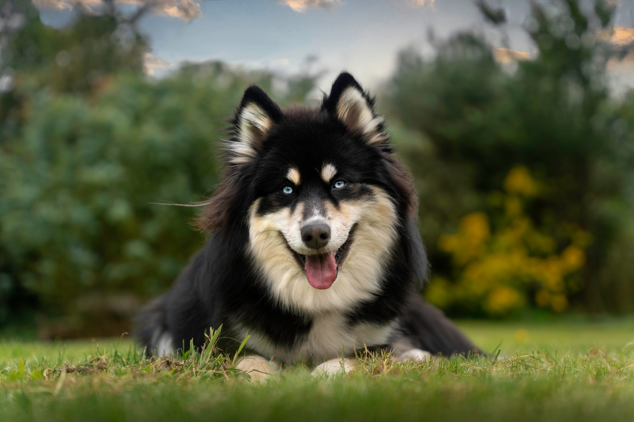 The 10 Most Popular Hybrid Dog Breeds - iHeartDogs.com