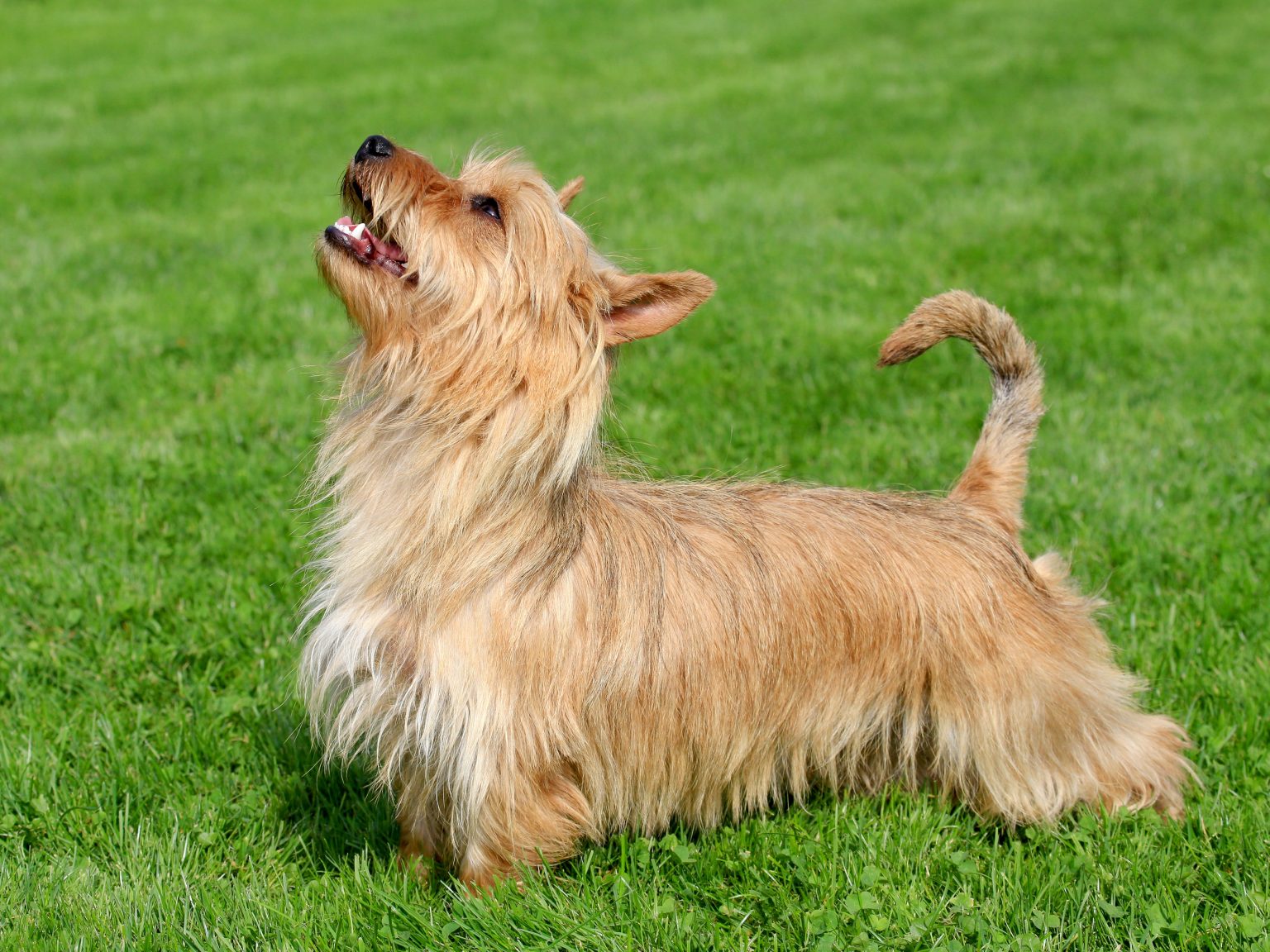 21 Dog Breeds That Love to Dig (and 7 That Hate Dirt) - iHeartDogs.com