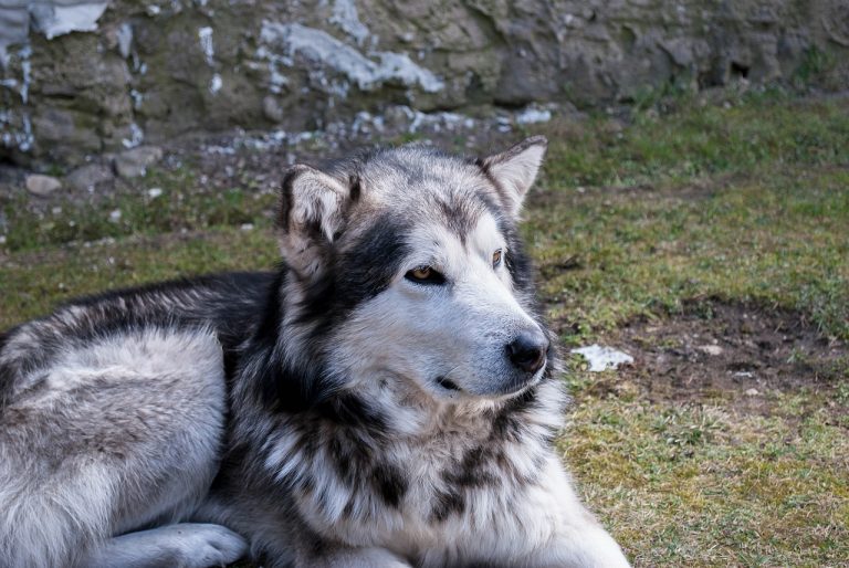 The 15 Most Majestic Dog Breeds On The Planet - iHeartDogs.com