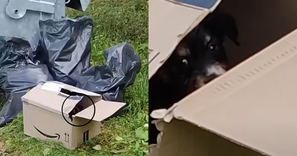 Man Discovers 'Abandoned' Puppy in Amazon Box and Springs into Action ...