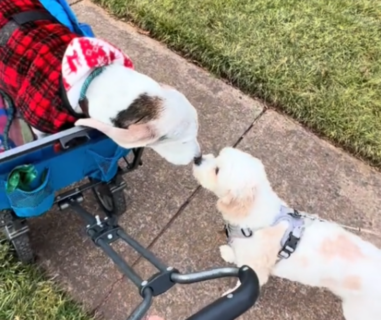 Cherished and Heartfelt Reunion of Senior Dog Errol with His Long-Time ...