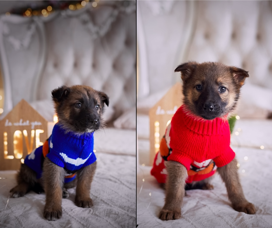 Puppies Were Rescued From 'Harsh' Winter, Finally Experience Warm Bed ...
