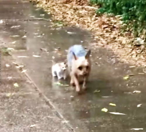Stray Kitten Chooses Yorkie To Follow Home And He Encourages Her Every ...