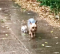 Stray Kitten Chooses Yorkie To Follow Home And He Encourages Her Every Step