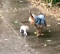 Stray Kitten Chooses Yorkie To Follow Home And He Encourages Her Every ...