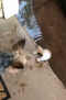 Stray Kitten Chooses Yorkie To Follow Home And He Encourages Her Every ...
