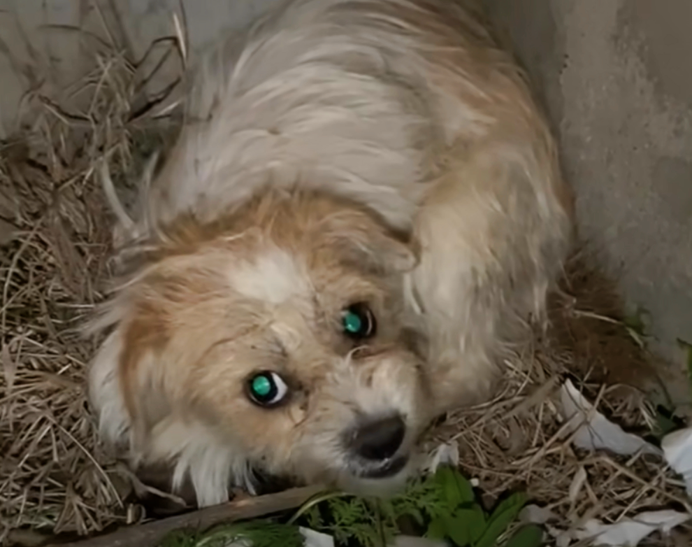 Dog Brings Unwell Puppy To Woman Pleading For His Revival - iHeartDogs.com